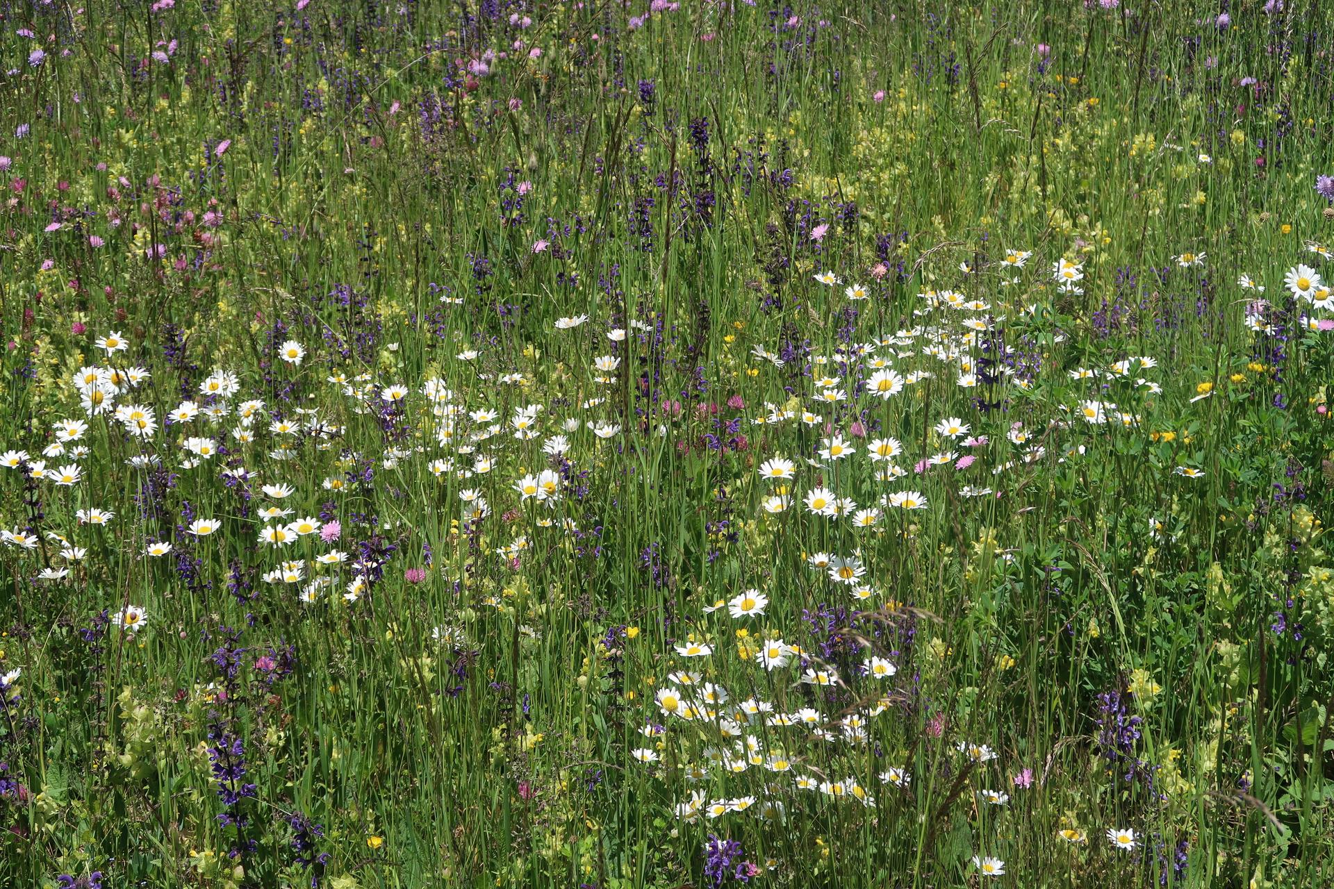 Wiese bunte Wiese - Naturpark Kaunergrat